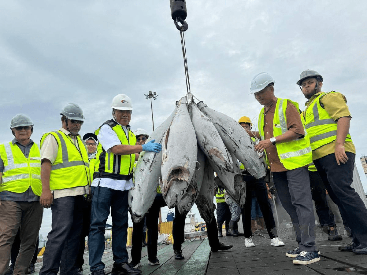 Pendaratan ikan tuna di Pulau Pinang tingkat ekonomi - Penang Kini